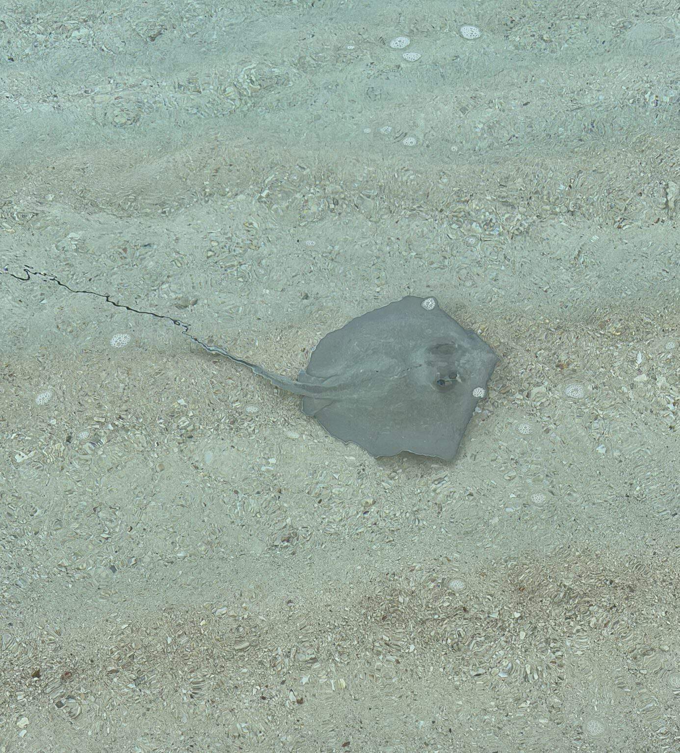 GRAND CAYMAN STINGRAY CITY: ALL YOU NEED TO KNOW BEFORE YOU GO (FROM AN ...